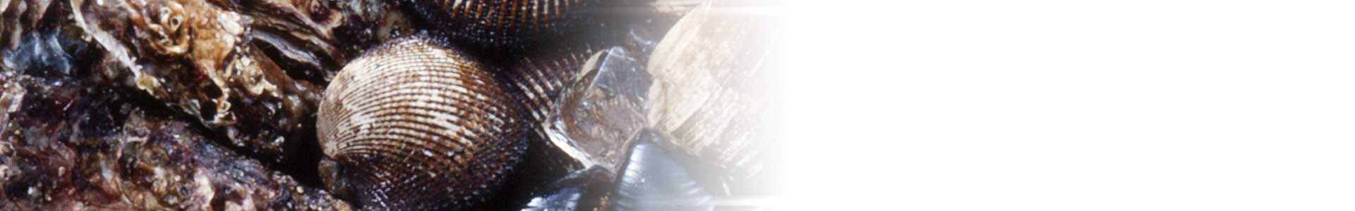 Frozen Shellfish, Buy Online. Shellfish & Seafood Delivery