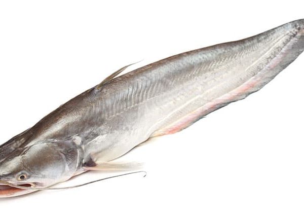 Frozen Catfish, Buy Online, Fast Fish & Seafood Delivery