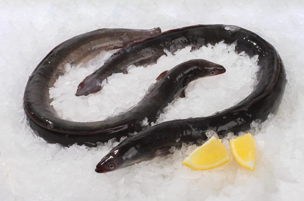 Whole Eel 500-600G - Frozen Fish Direct