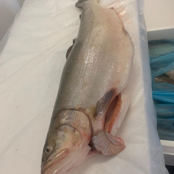 Frozen Sea Bass, Buy Online, Fast Fish & Seafood Delivery