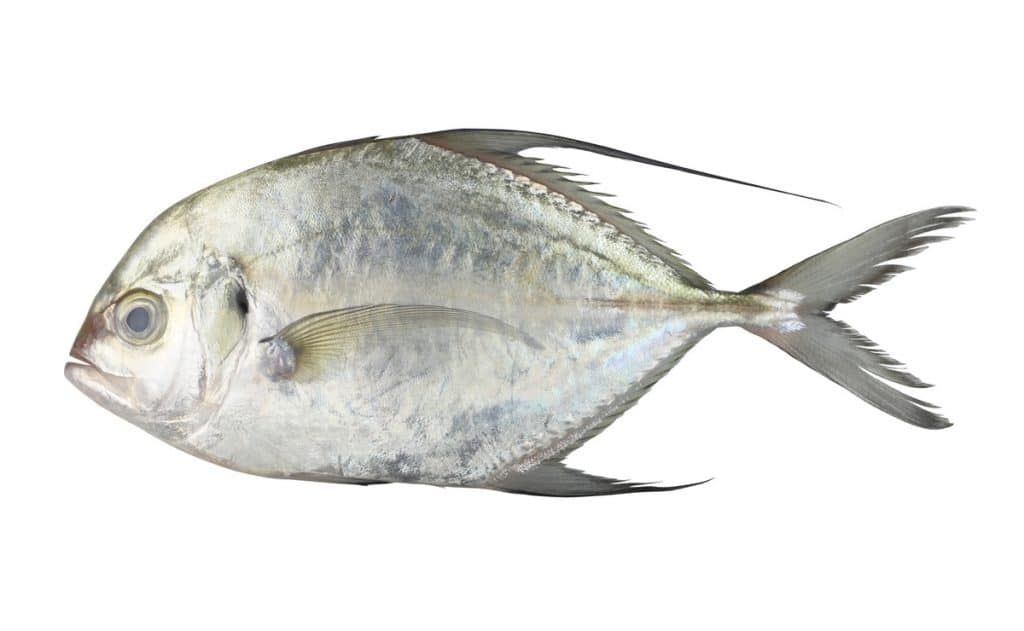 Trevally – Frozen Fish Direct