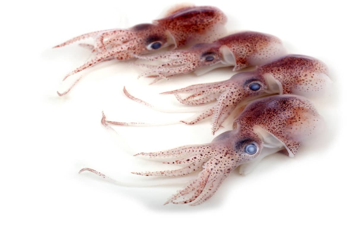 Cuttlefish – Frozen Fish Direct