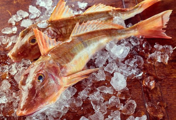 Gurnard – Frozen Fish Direct