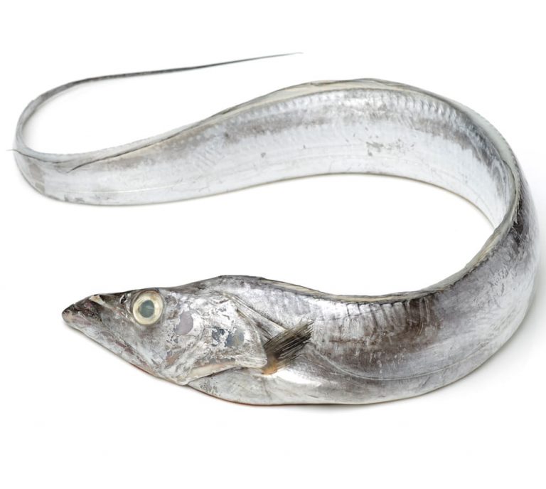 Ribbon Fish – Frozen Fish Direct