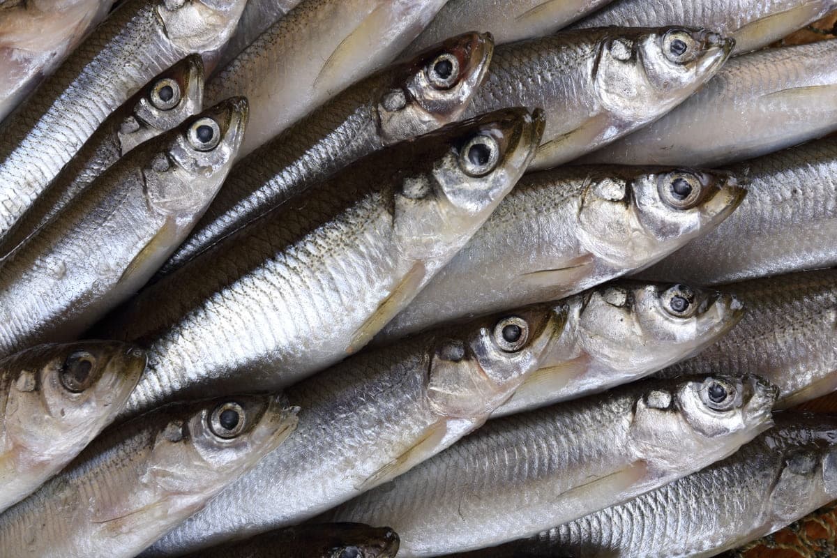 Smelts – Frozen Fish Direct