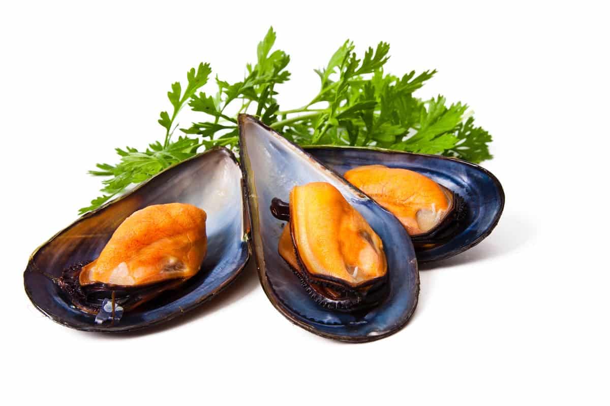Mussels – Frozen Fish Direct