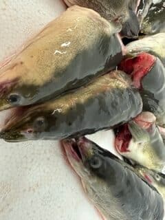 Eel heads 1kg - Frozen Fish Direct